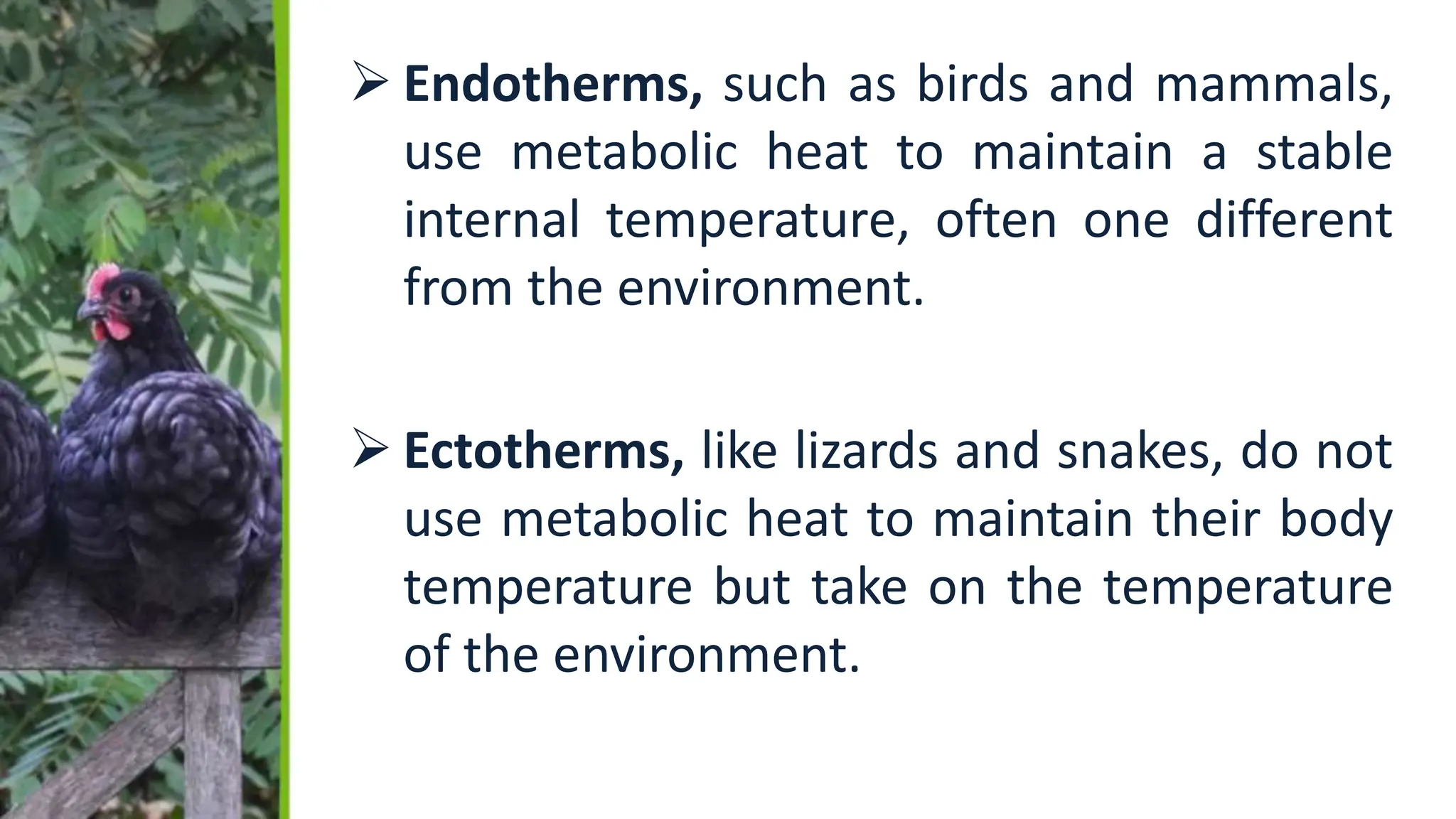 Animal Science Body Temperature and Regulation.pptx