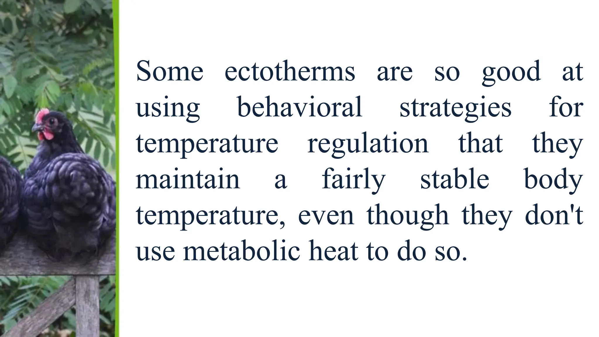 Animal Science Body Temperature and Regulation.pptx