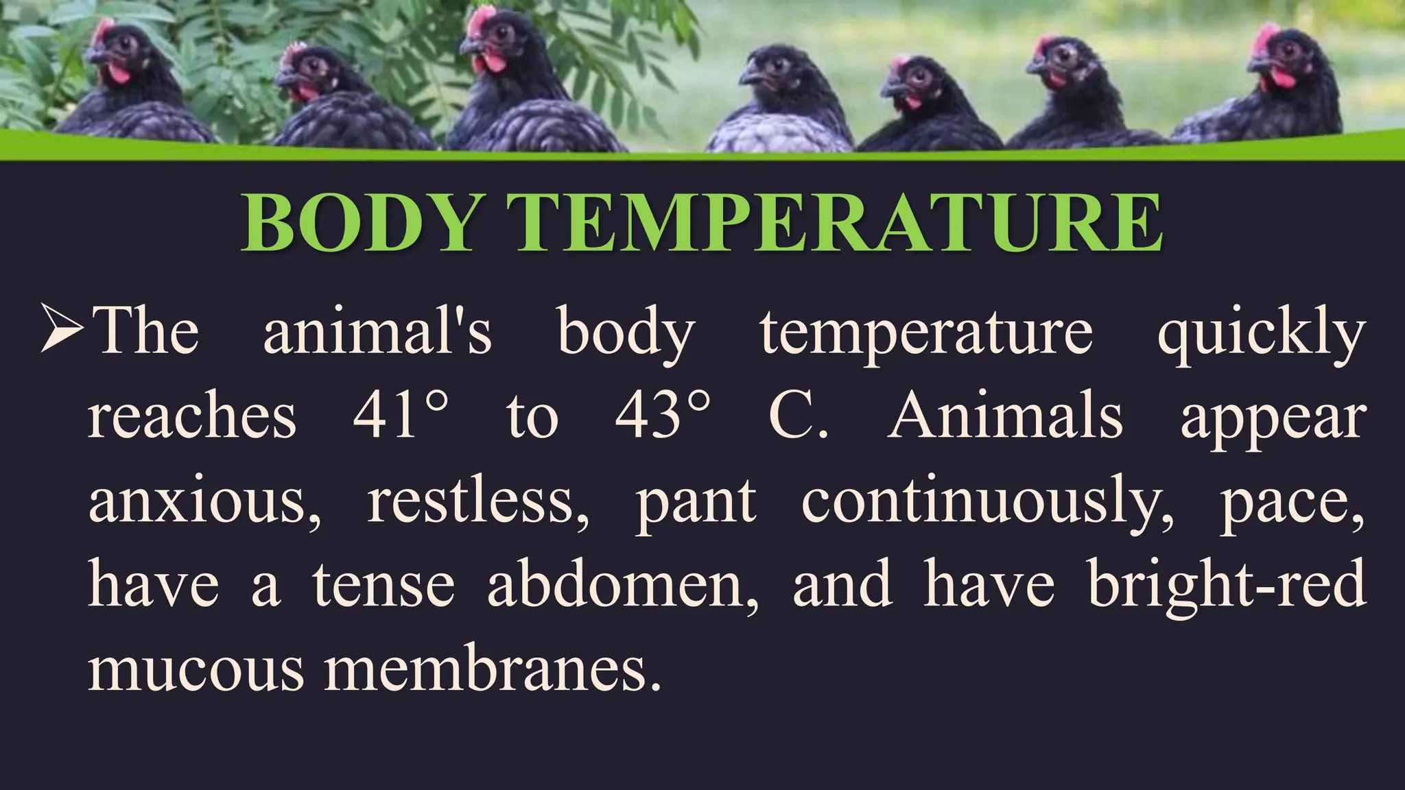 Animal Science Body Temperature and Regulation.pptx