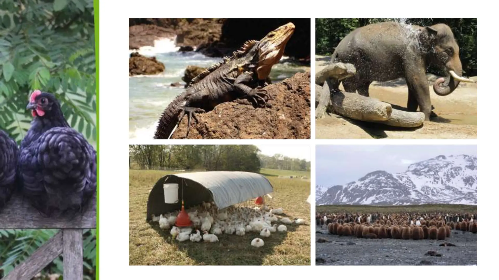 Animal Science Body Temperature and Regulation.pptx