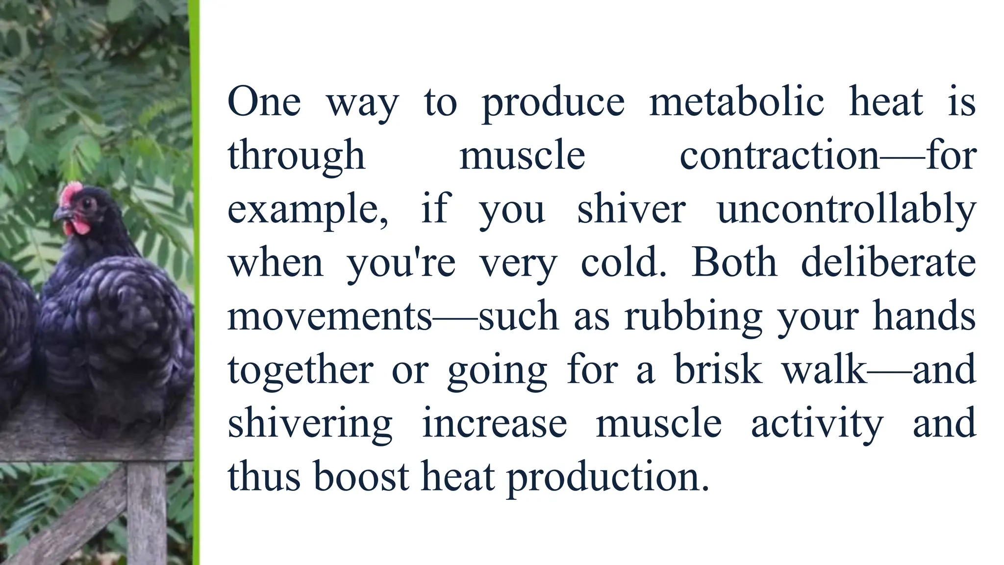 Animal Science Body Temperature and Regulation.pptx