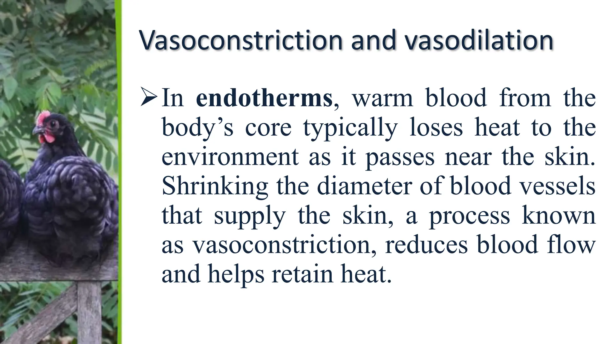 Animal Science Body Temperature and Regulation.pptx