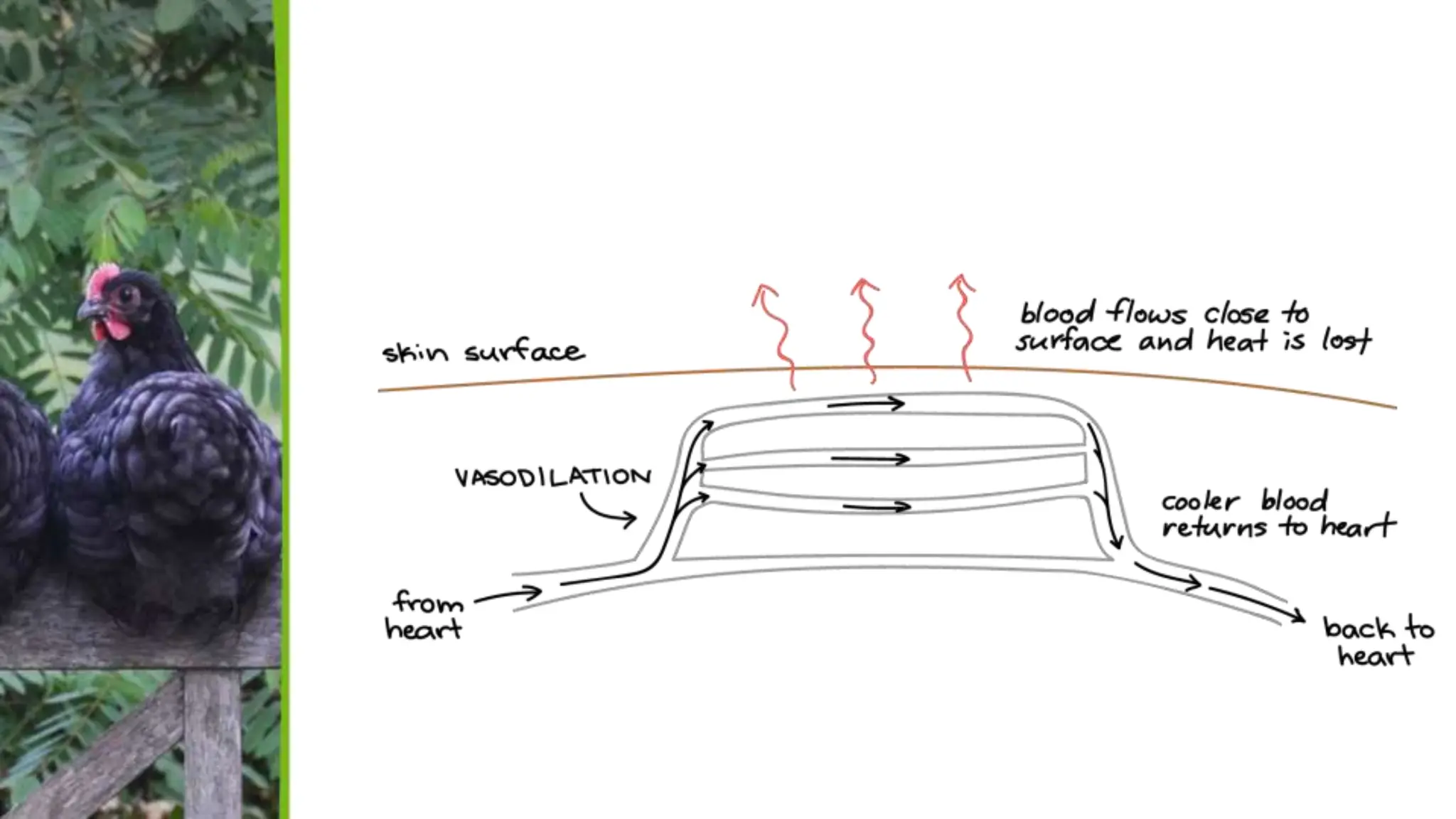 Animal Science Body Temperature and Regulation.pptx