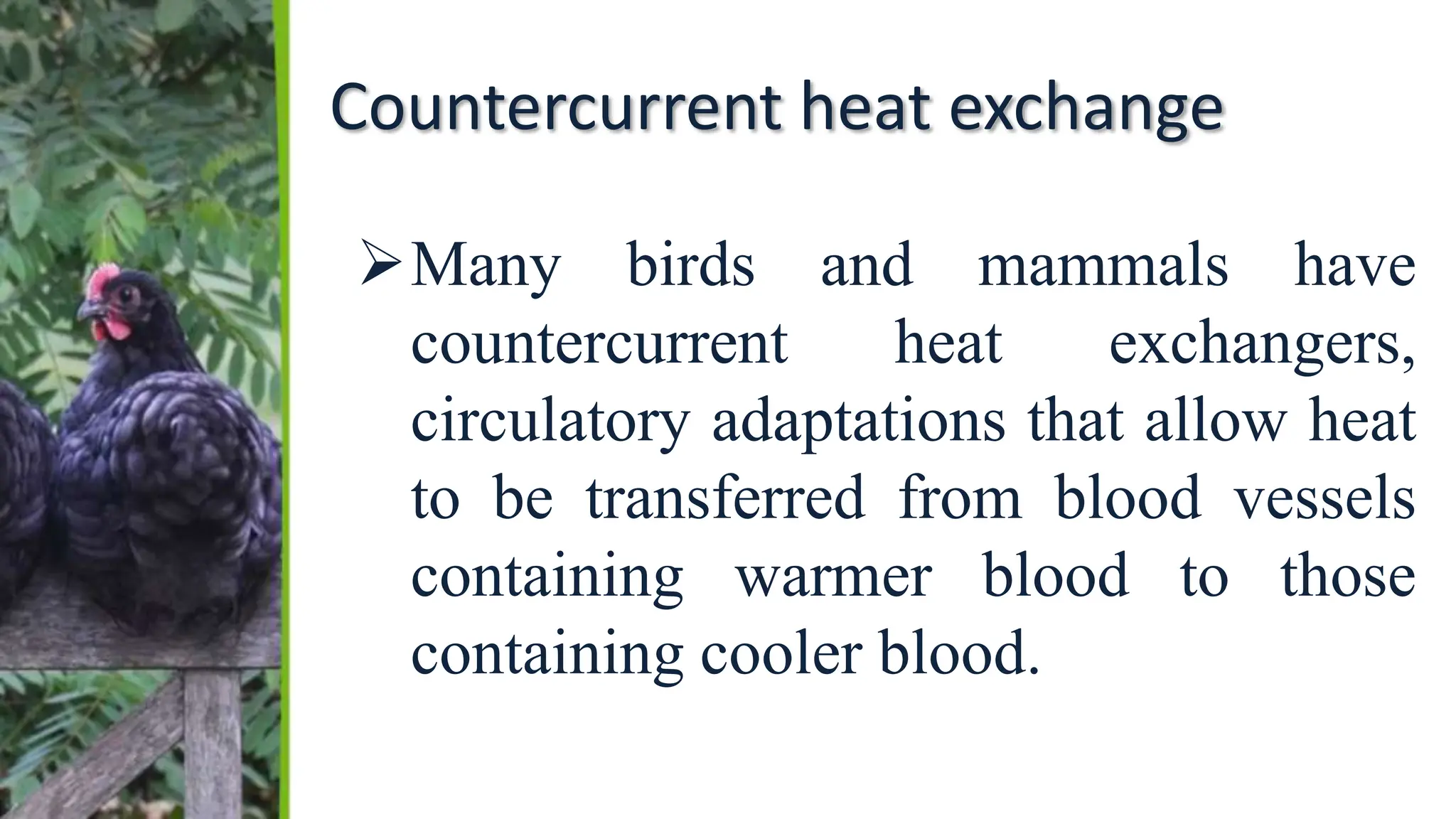 Animal Science Body Temperature and Regulation.pptx