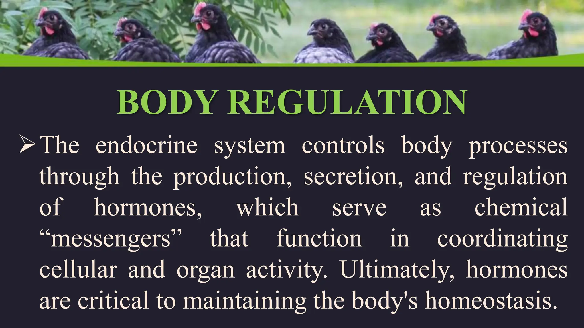 Animal Science Body Temperature and Regulation.pptx