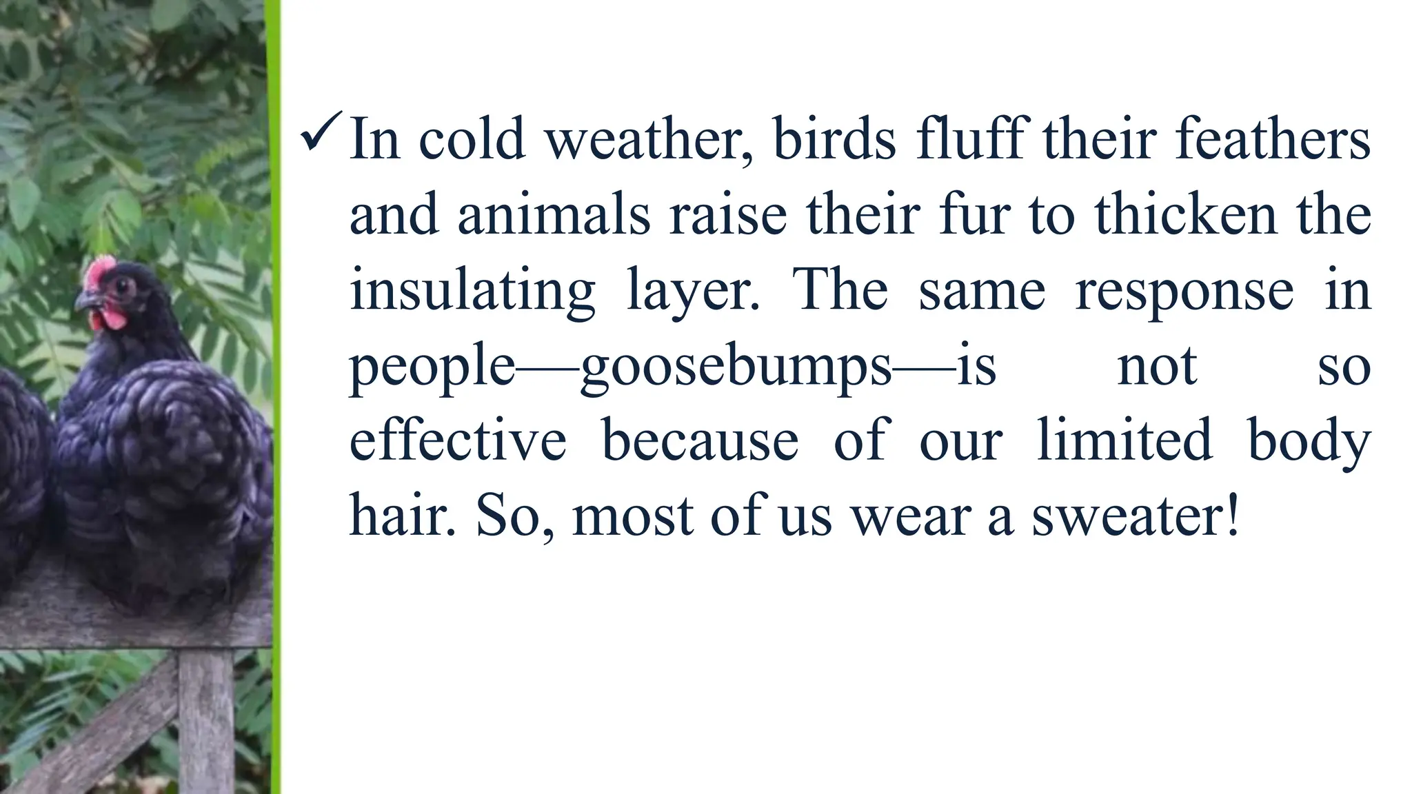 Animal Science Body Temperature and Regulation.pptx