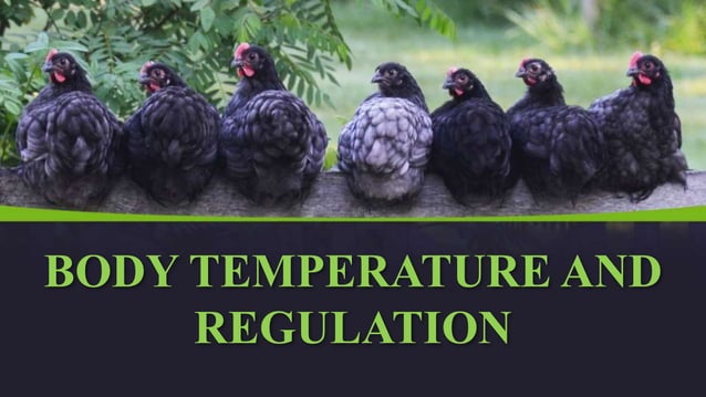 Animal Science Body Temperature and Regulation.pptx | Endocrine and ...