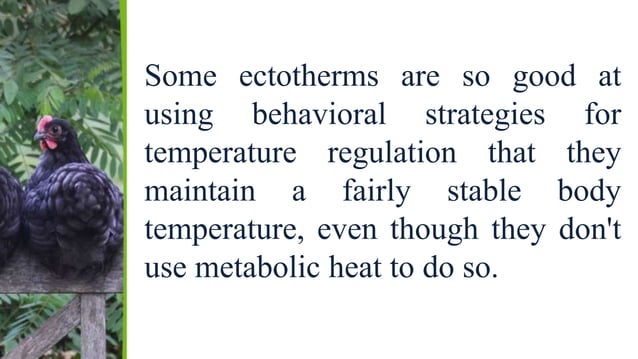 Animal Science Body Temperature and Regulation.pptx | Endocrine and ...