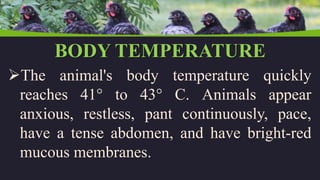 Animal Science Body Temperature and Regulation.pptx