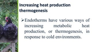Animal Science Body Temperature and Regulation.pptx