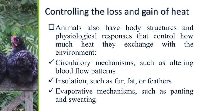 Animal Science Body Temperature and Regulation.pptx | Endocrine and ...