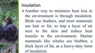 Animal Science Body Temperature and Regulation.pptx