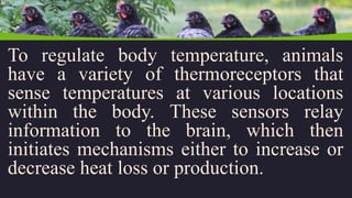 Animal Science Body Temperature and Regulation.pptx