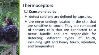 Animal Science Body Temperature and Regulation.pptx