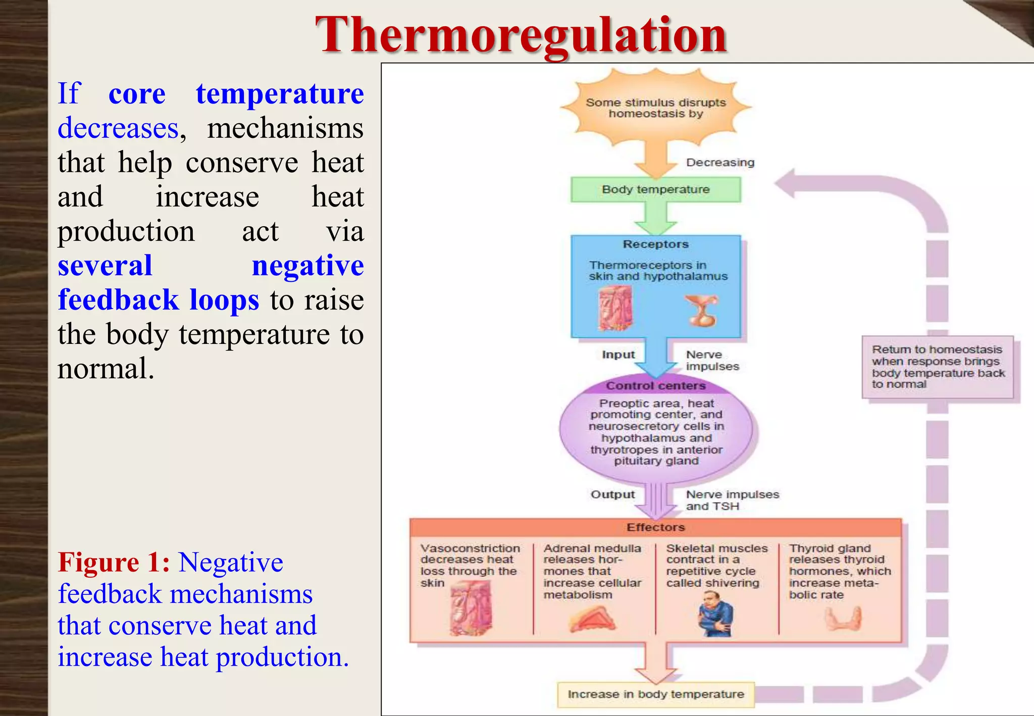 Body Temperature Control | PPTX