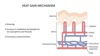Body temperature mechanism | PPT