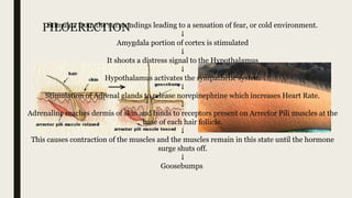 Body temperature Regulation In detail and complete. | PPTX