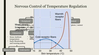 Body temperature Regulation In detail and complete. | PPTX