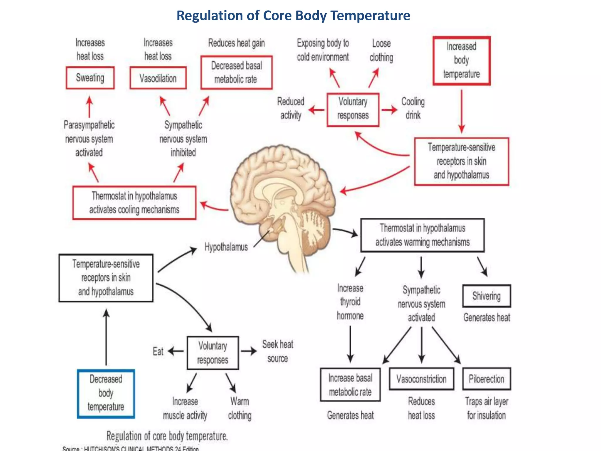 Body temperature regulation, and fever | PDF