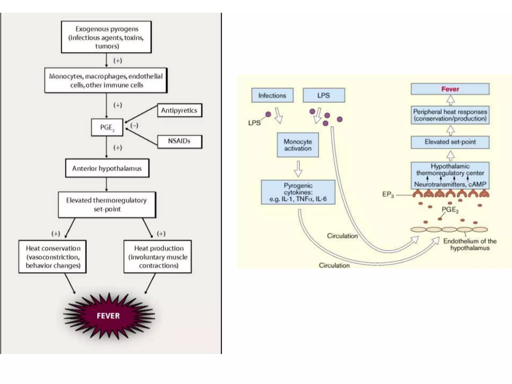 Body temperature regulation, and fever | PDF