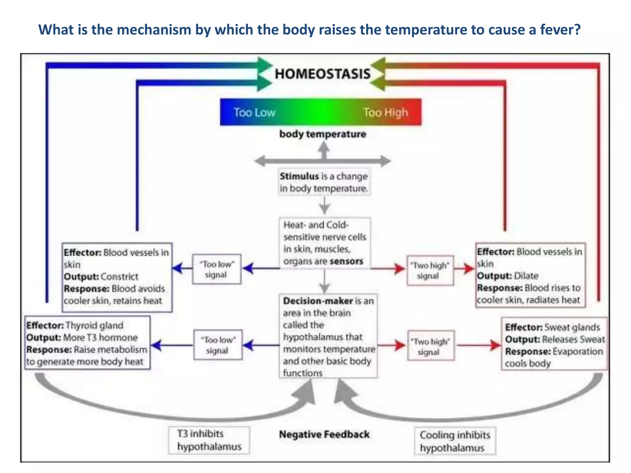 Body temperature regulation, and fever | PDF