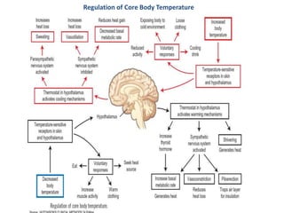 Body temperature regulation, and fever | PDF