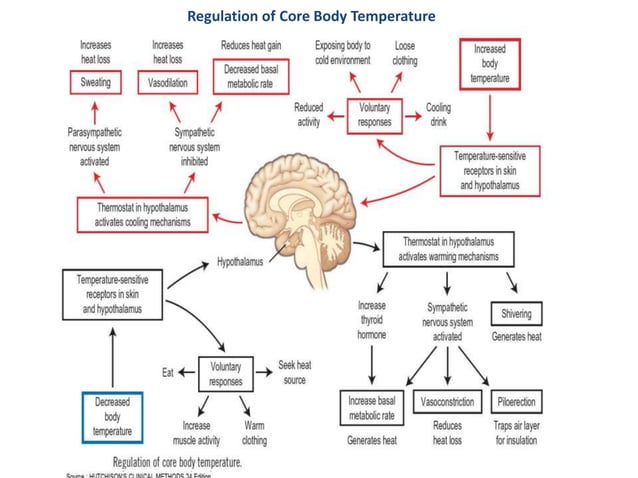 Body temperature regulation, and fever | PDF | Endocrine and Metabolic ...