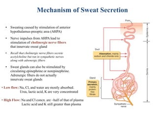 Body temperature regulation, and fever | PDF