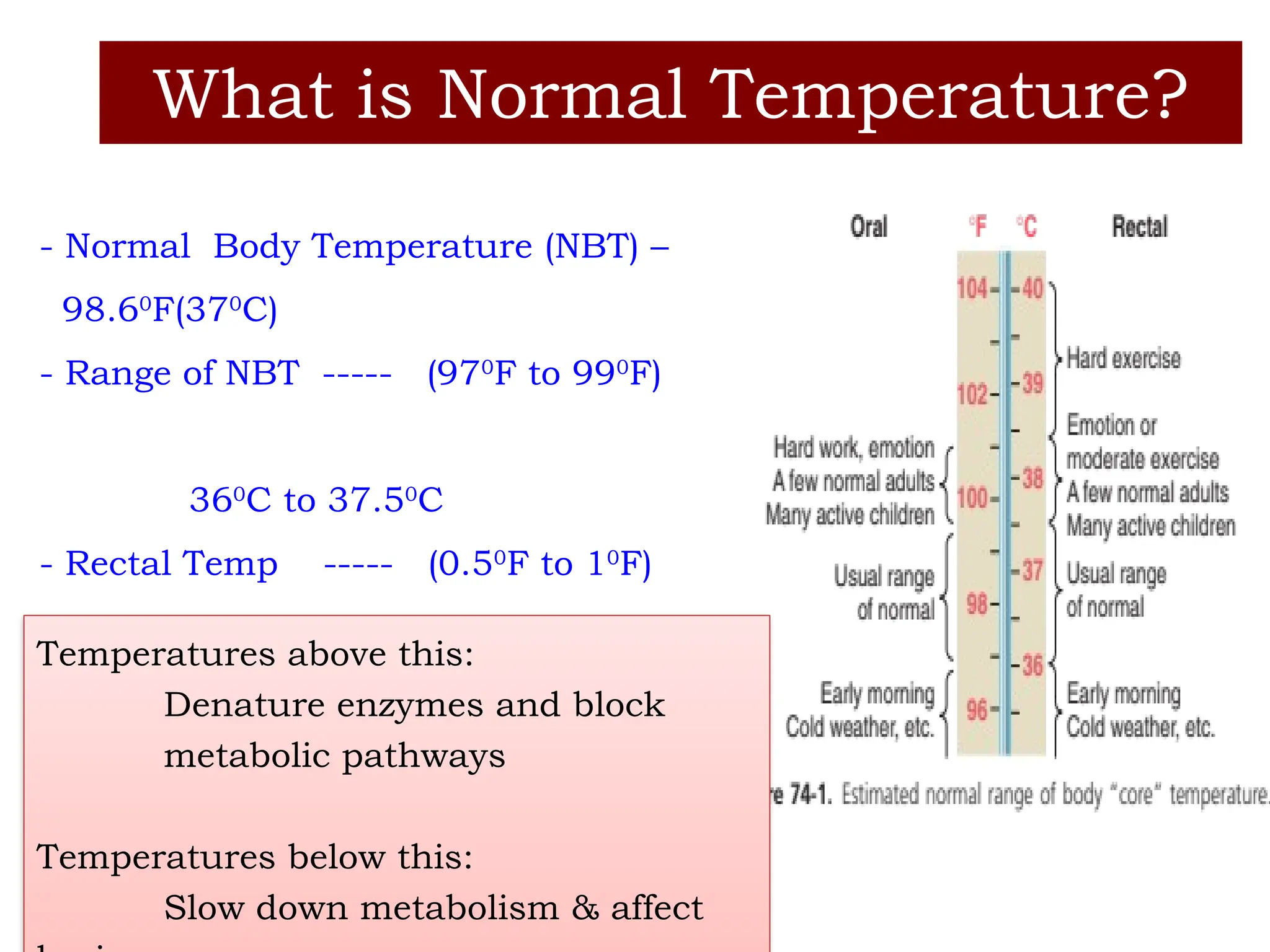 Body Temperature Regulation and Physiology | PPTX