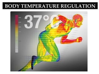 Body Temperature Regulation and Physiology | PPT