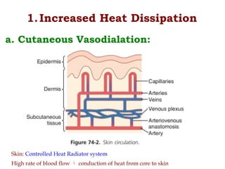 Body Temperature Regulation and Physiology | PPT