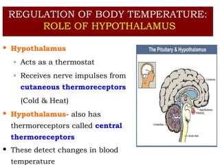Body Temperature Regulation and Physiology | PPT