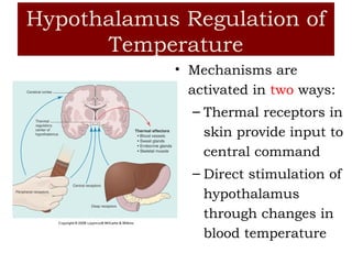 Body Temperature Regulation and Physiology | PPT