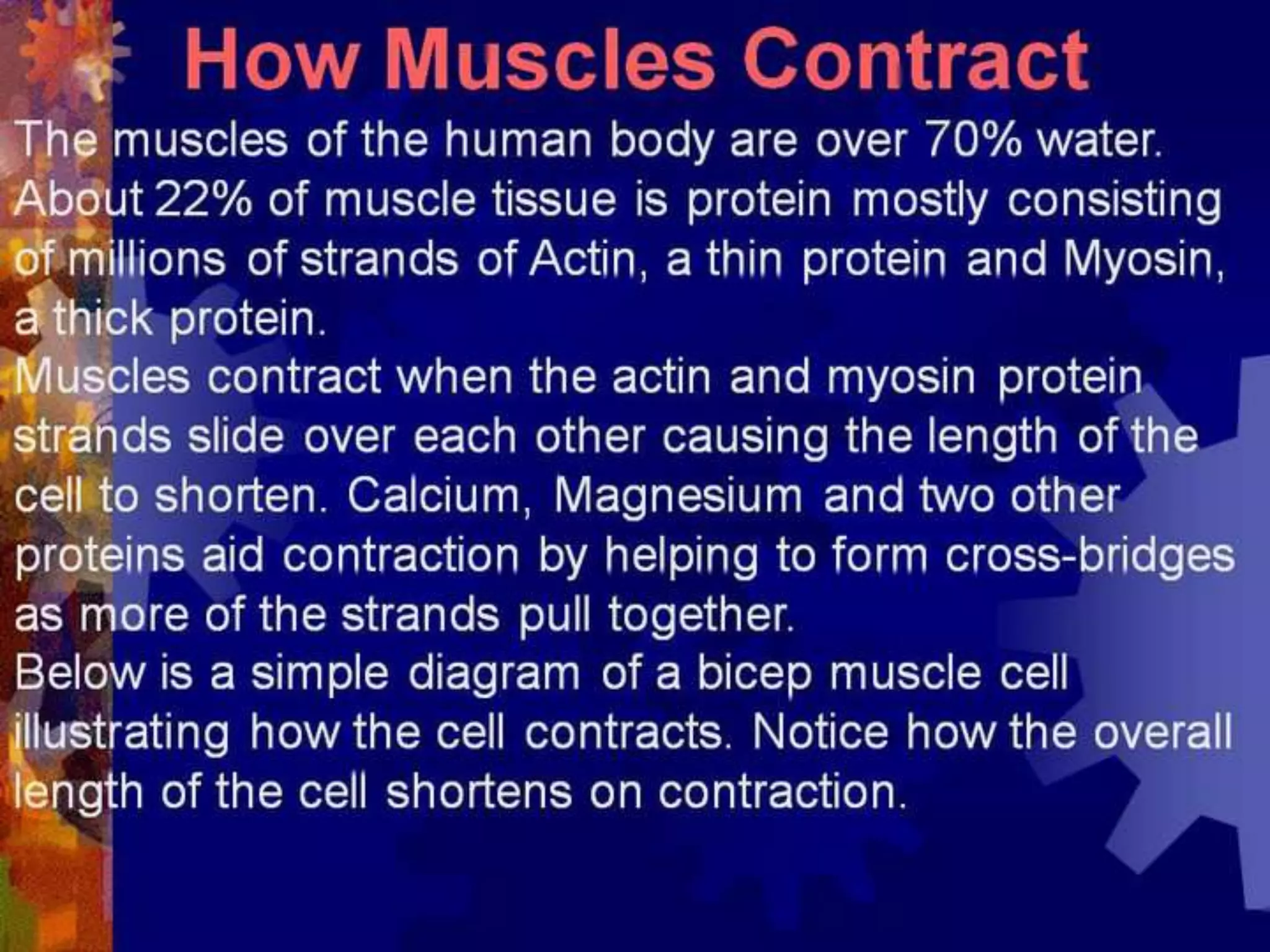 Body types and types of muscle contraction | PPT