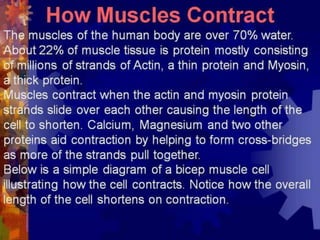 Body types and types of muscle contraction | PPT