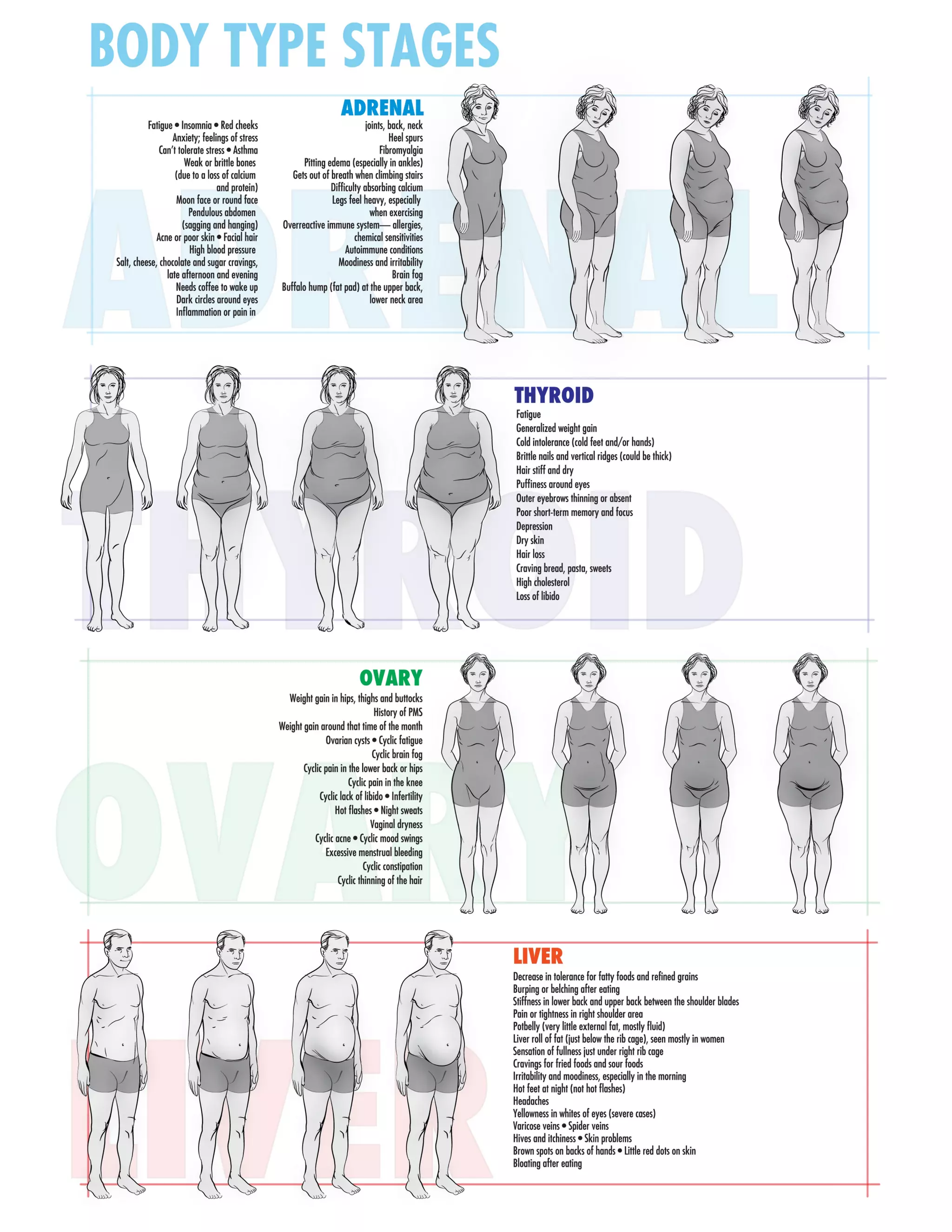 Belly Fat Stages | PDF