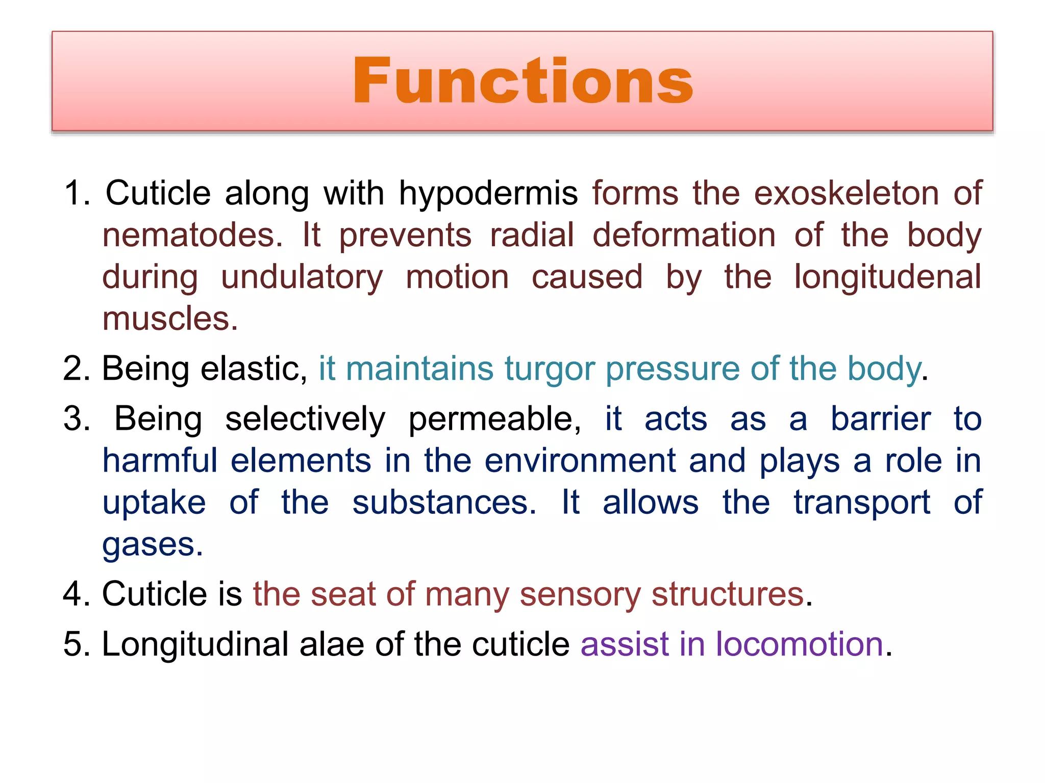 Body wall of nematode | PPTX