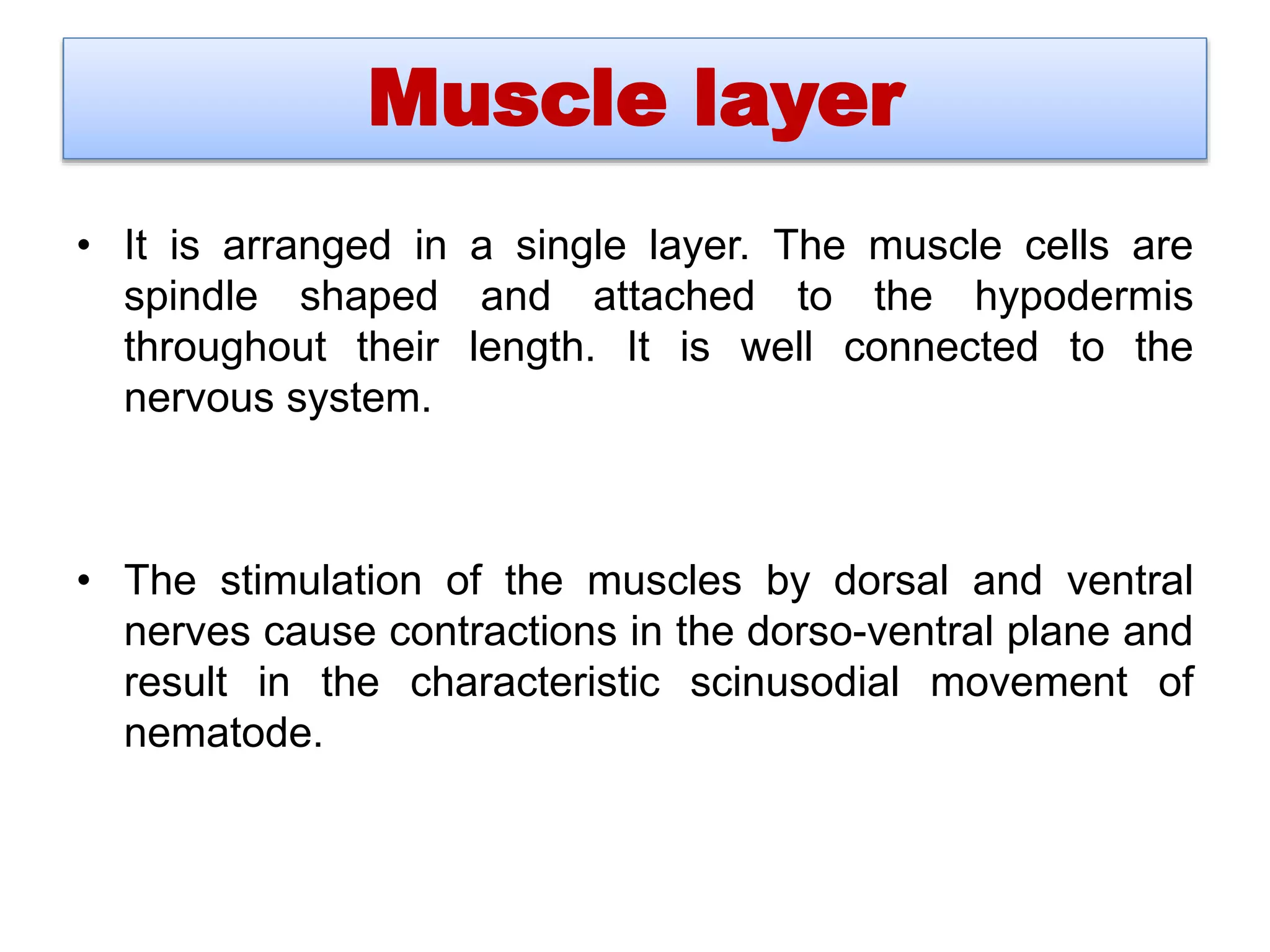 Body wall of nematode | PPTX