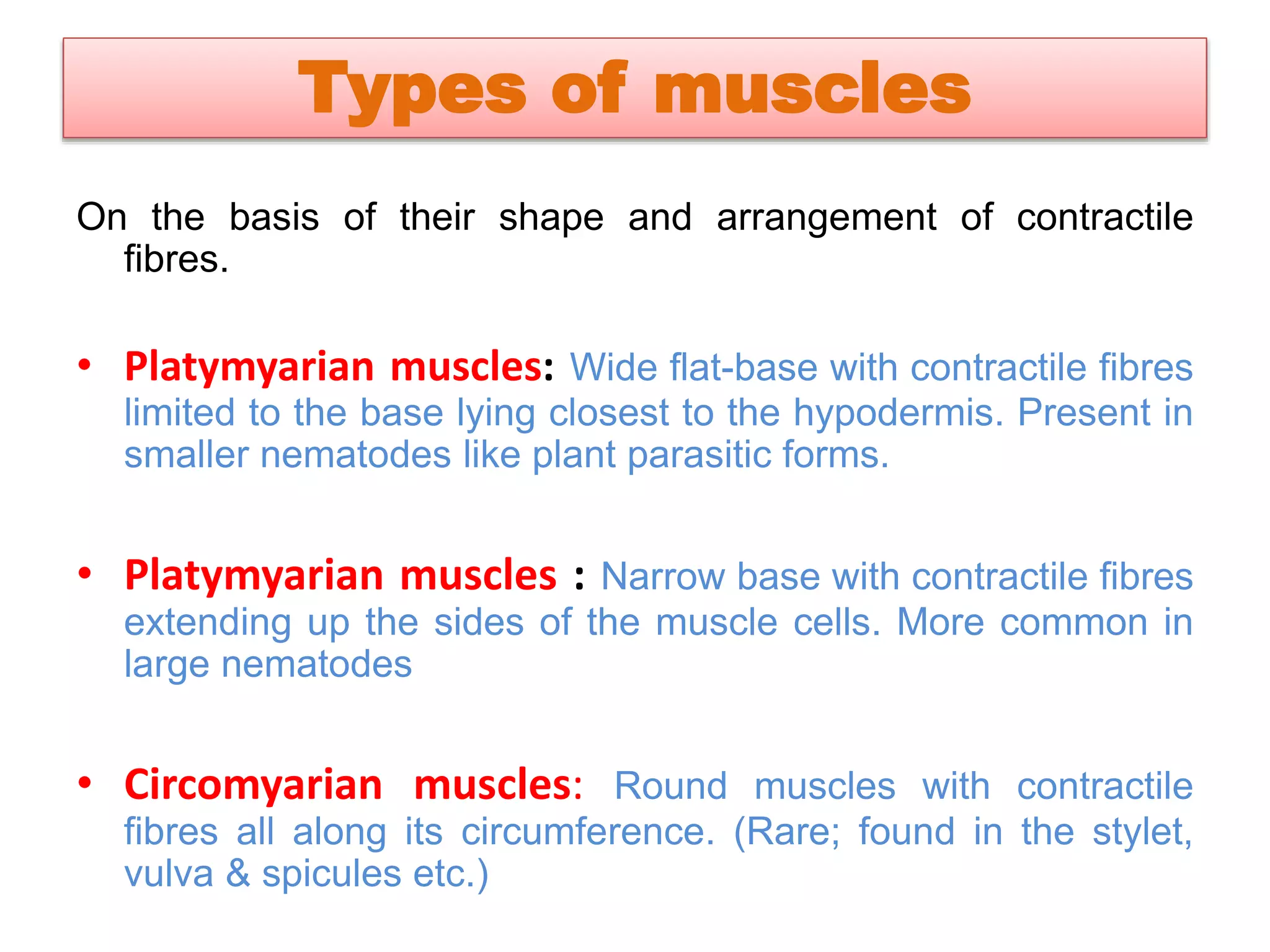 Body wall of nematode | PPTX