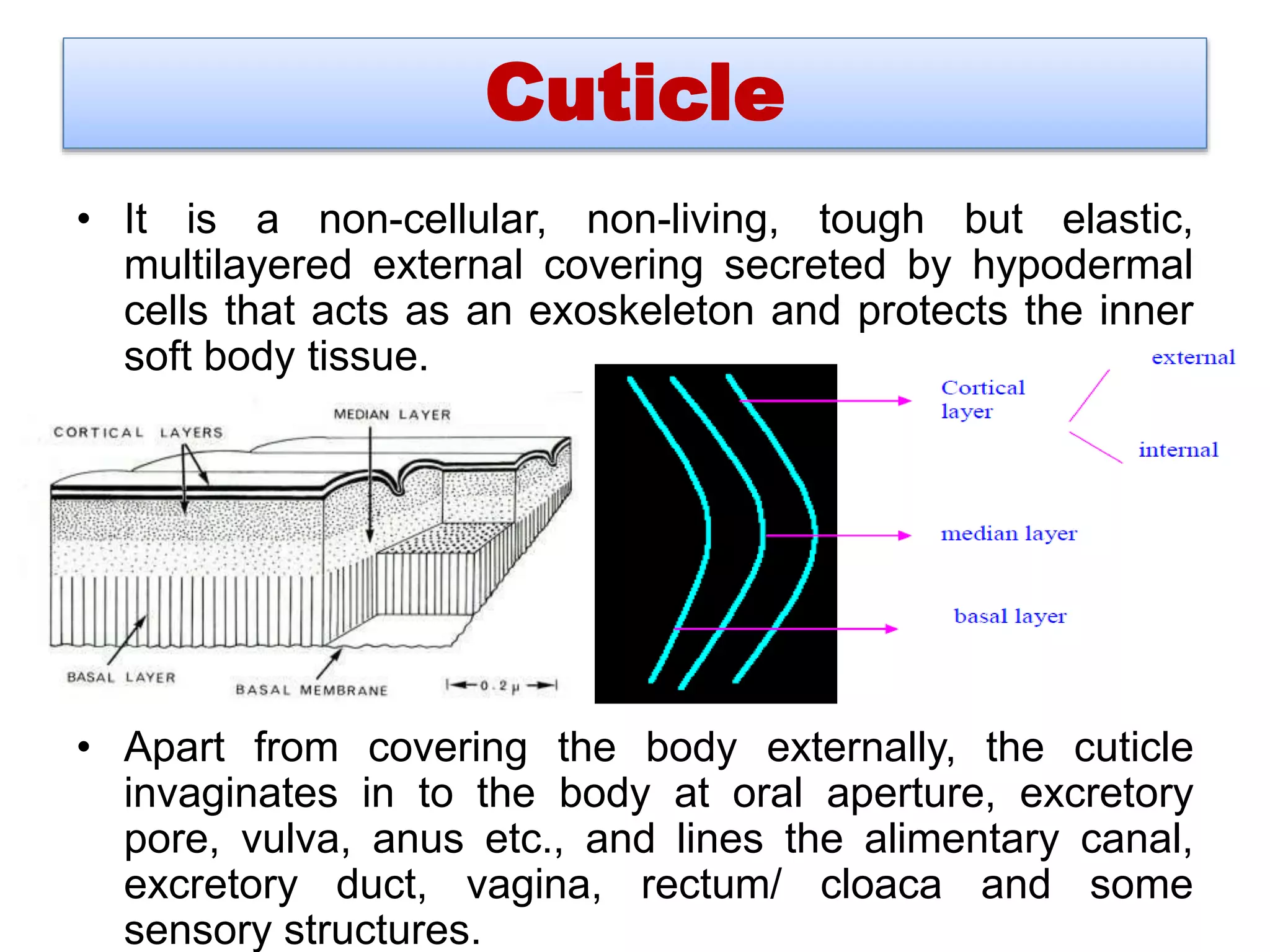 Body wall of nematode | PPTX