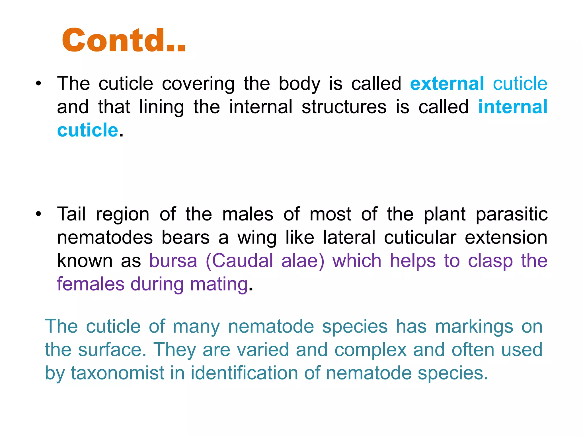 Body wall of nematode | PPTX