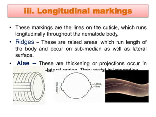 Body wall of nematode | PPTX