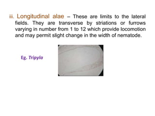 Body wall of nematode | PPTX