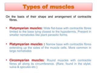 Body wall of nematode | PPTX