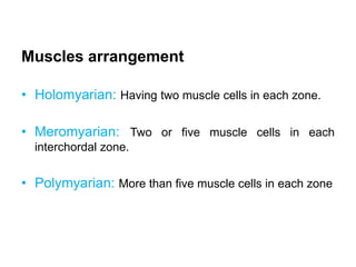 Body wall of nematode | PPTX