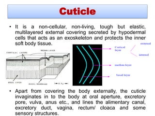 Body wall of nematode | PPTX
