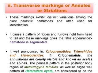 Body wall of nematode | PPTX