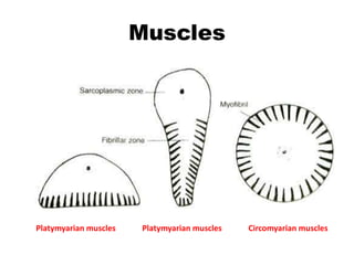 Body wall of nematode | PPT