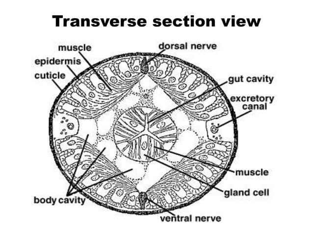Body wall of nematode