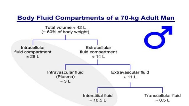 BODY WATER AND BODY FLUIDS physiology of | PPT